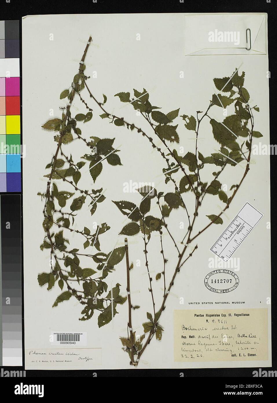 Phenax erectus Urb Phenax erectus Urb Stock Photo - Alamy