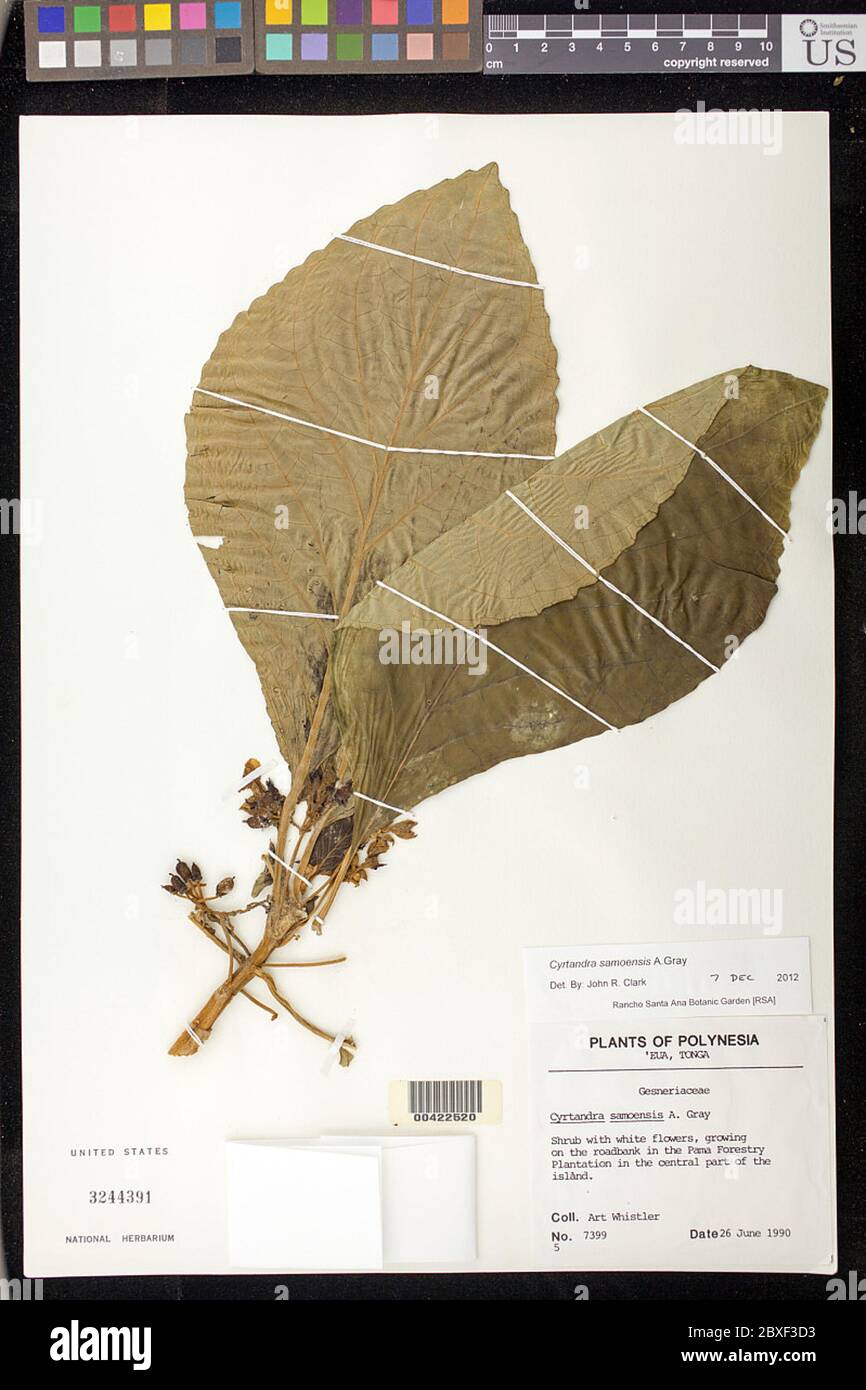 Samoensis hi-res stock photography and images - Alamy