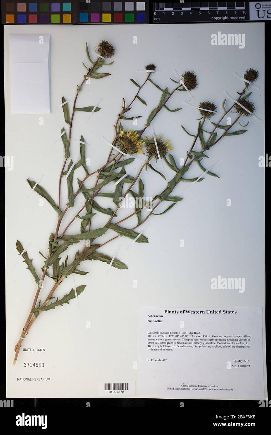 Grindelia sp hi-res stock photography and images - Alamy
