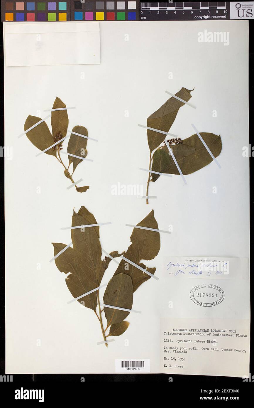 Pyrularia pubera Michx Pyrularia pubera Michx Stock Photo - Alamy