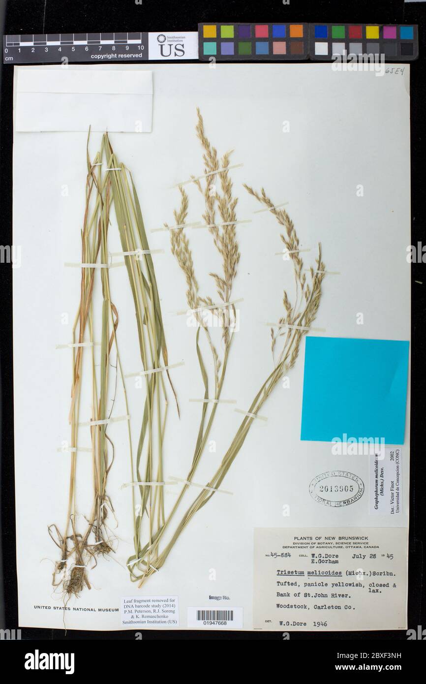 Graphephorum melicoides hi-res stock photography and images - Alamy