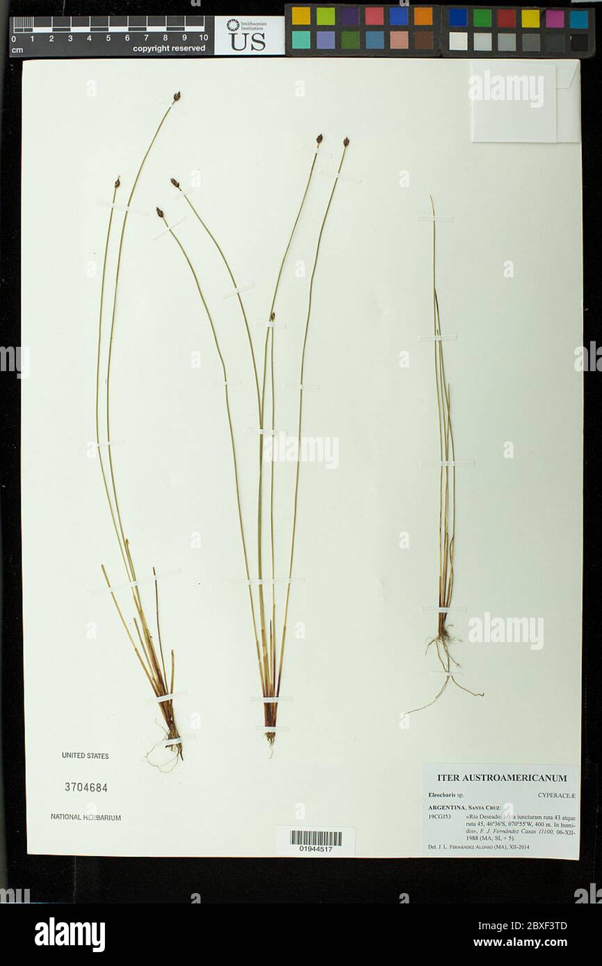Eleocharis sp hi-res stock photography and images - Alamy