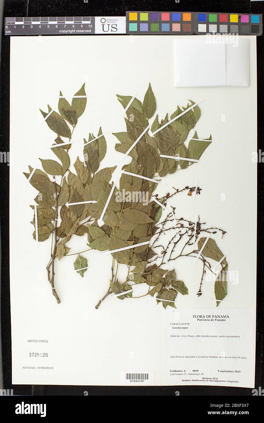 Lonchocarpus hi-res stock photography and images - Alamy