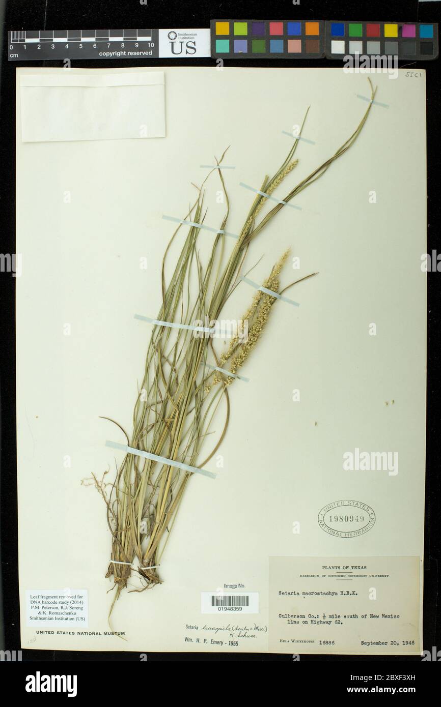 Scribn hi-res stock photography and images - Alamy