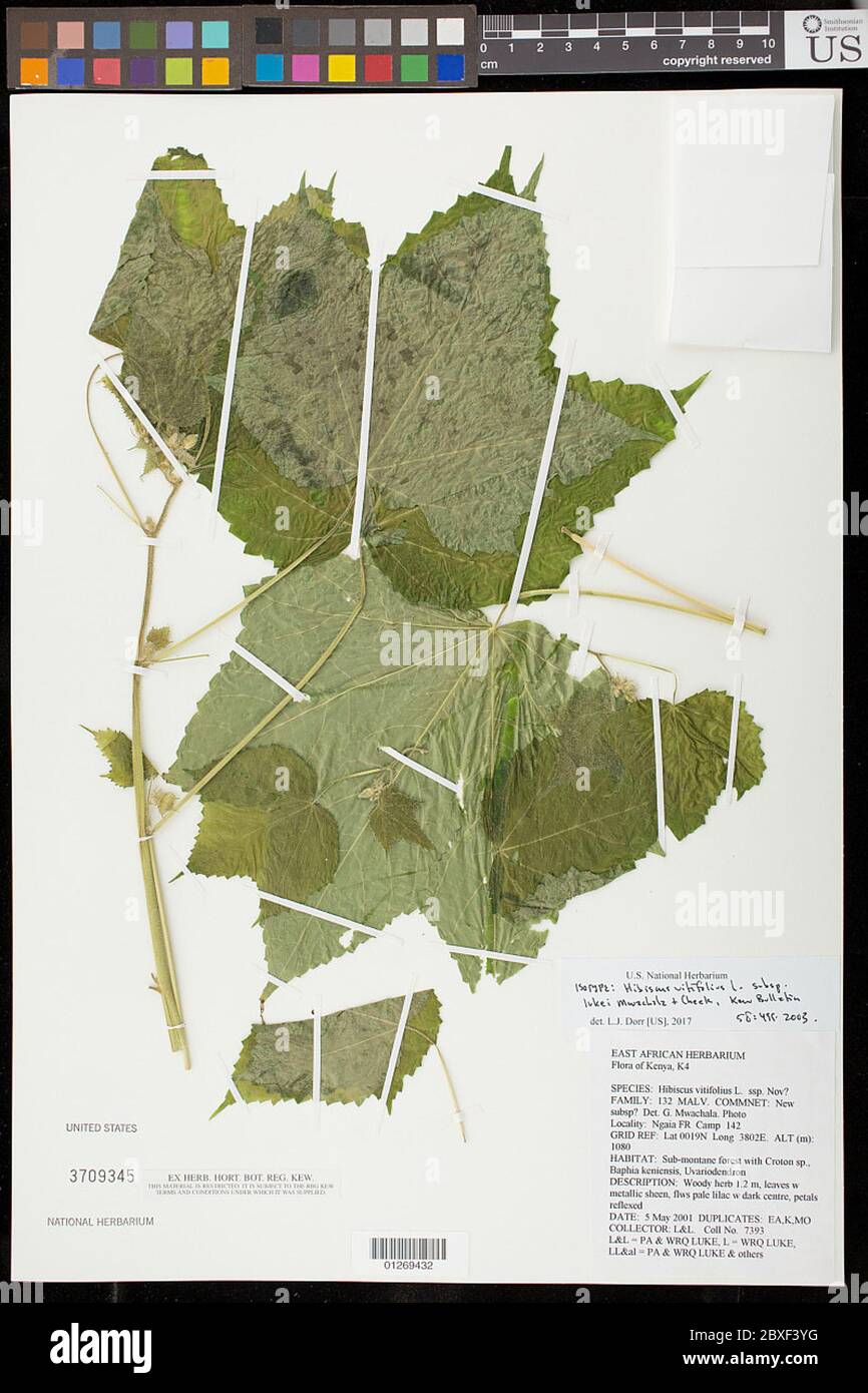 Hibiscus vitifolius hi-res stock photography and images - Alamy