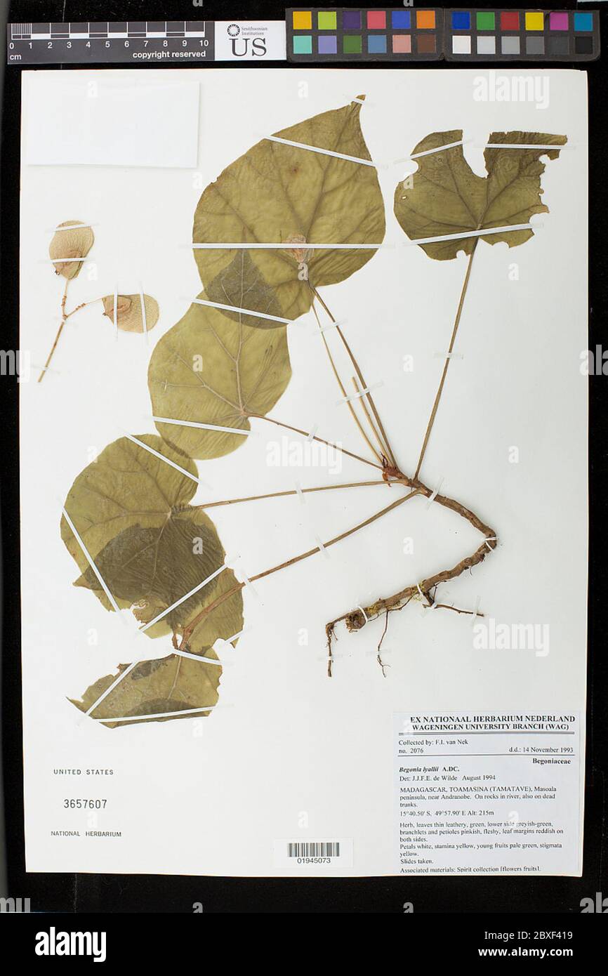 Begonia lyallii Aug DC Begonia lyallii Aug DC Stock Photo - Alamy