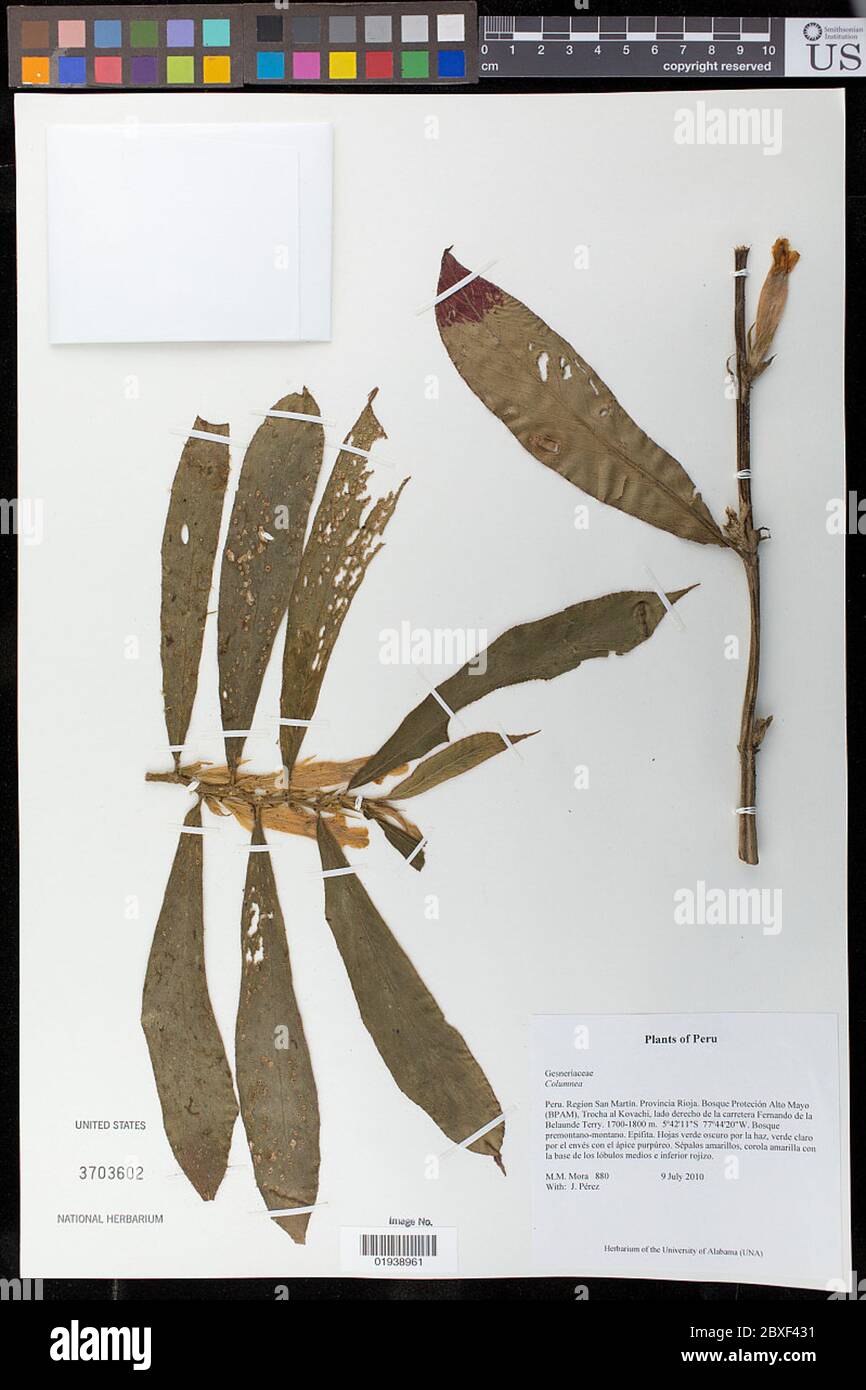 Columnea sp Columnea sp Stock Photo - Alamy