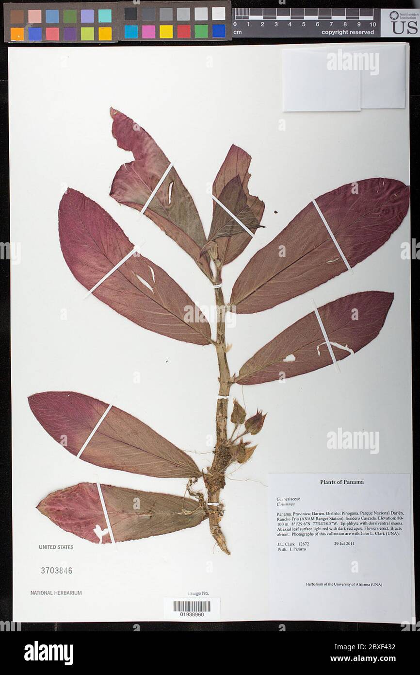 Columnea sp Columnea sp Stock Photo - Alamy