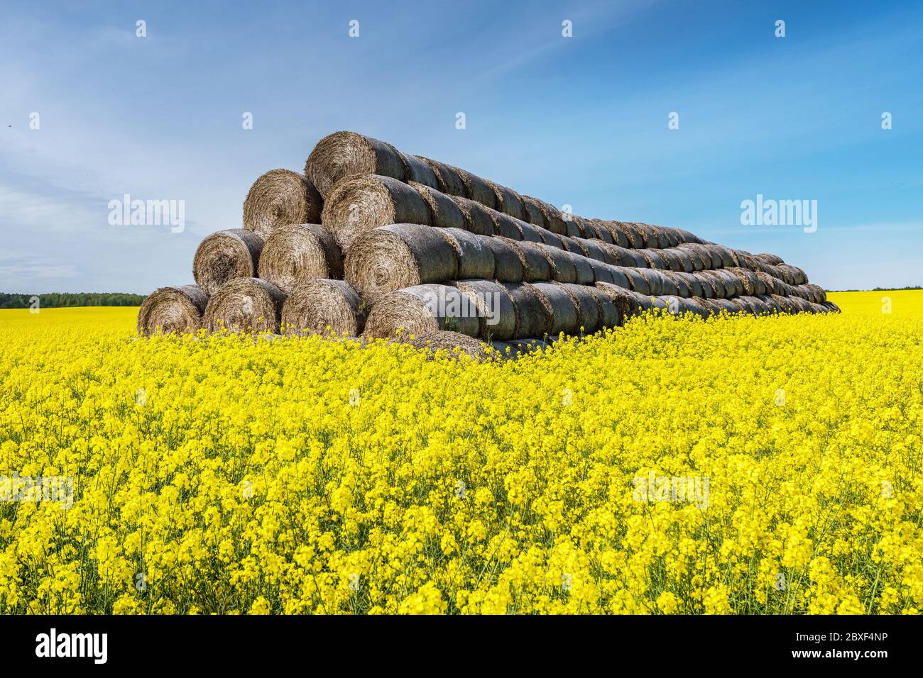Field of beautiful springtime golden flower of rapeseed with blue sky ...