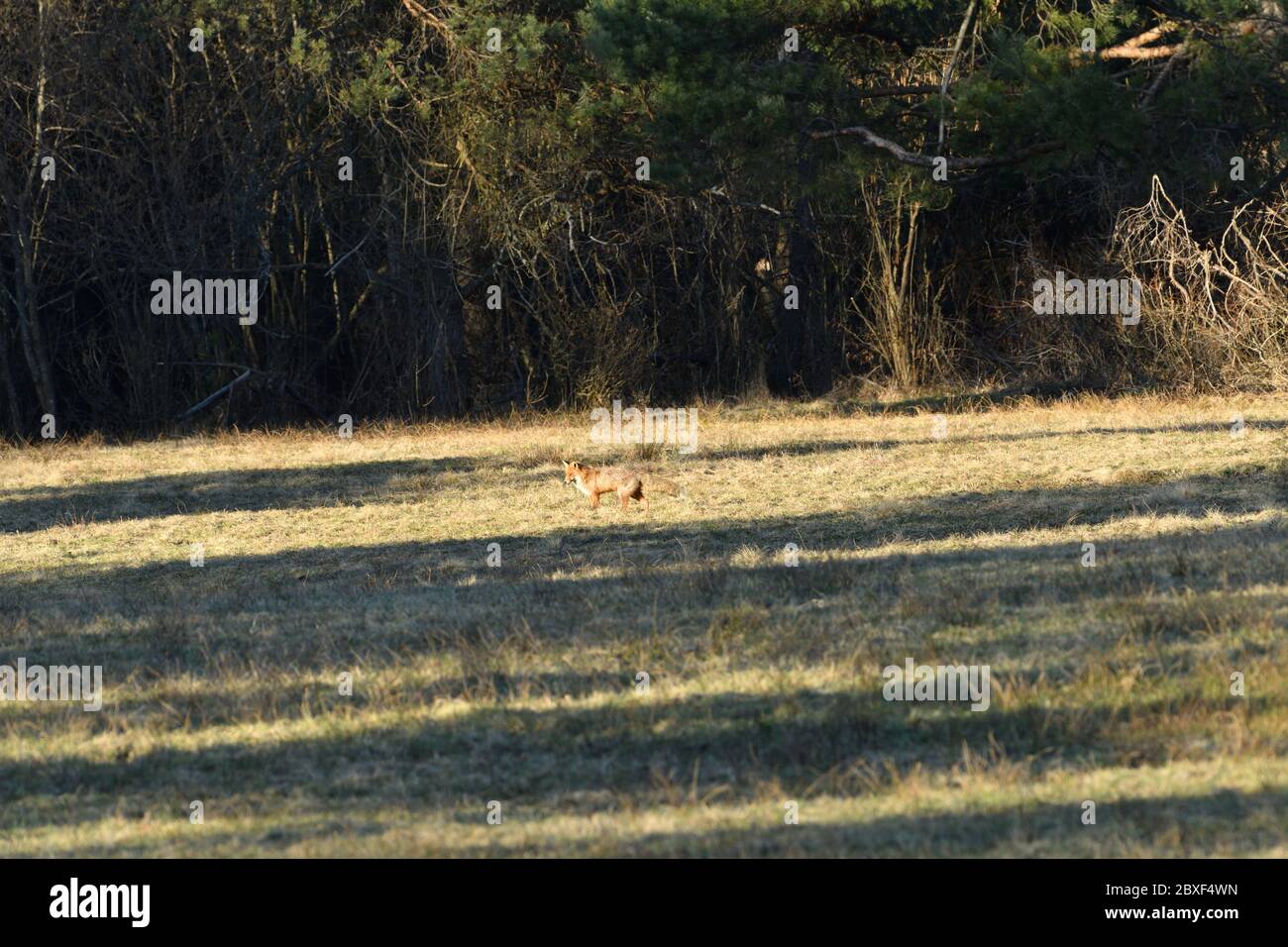 wild red fox from far walking on the meadow hunting for food Stock ...