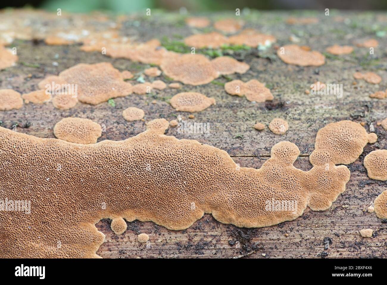 Phellinus viticola, brown polypore from Finland with no common english ...