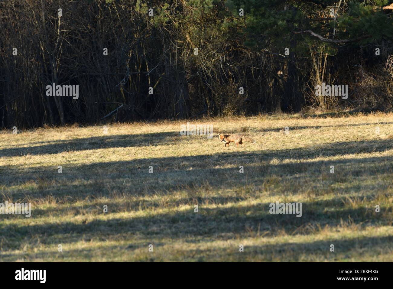 red fox wildlife hunting and caught a wild hare in the meadow Stock ...