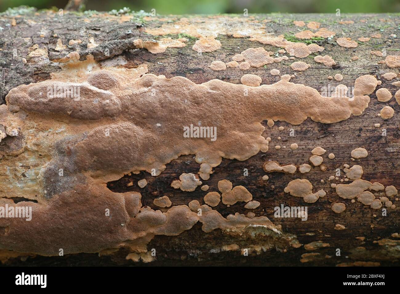 Phellinus viticola, brown polypore from Finland with no common english ...