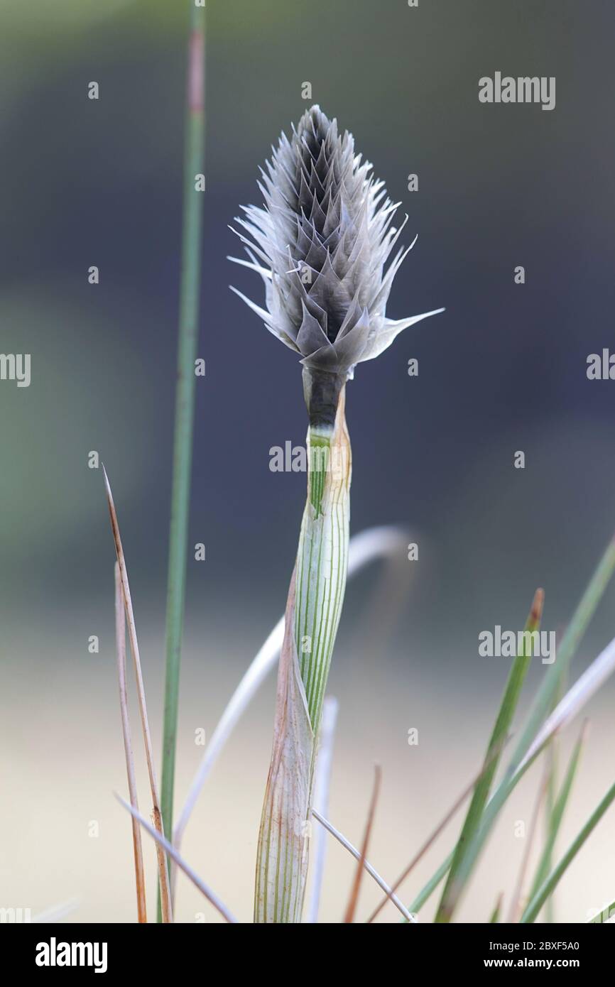 Hares tail cottongrass hi-res stock photography and images - Alamy