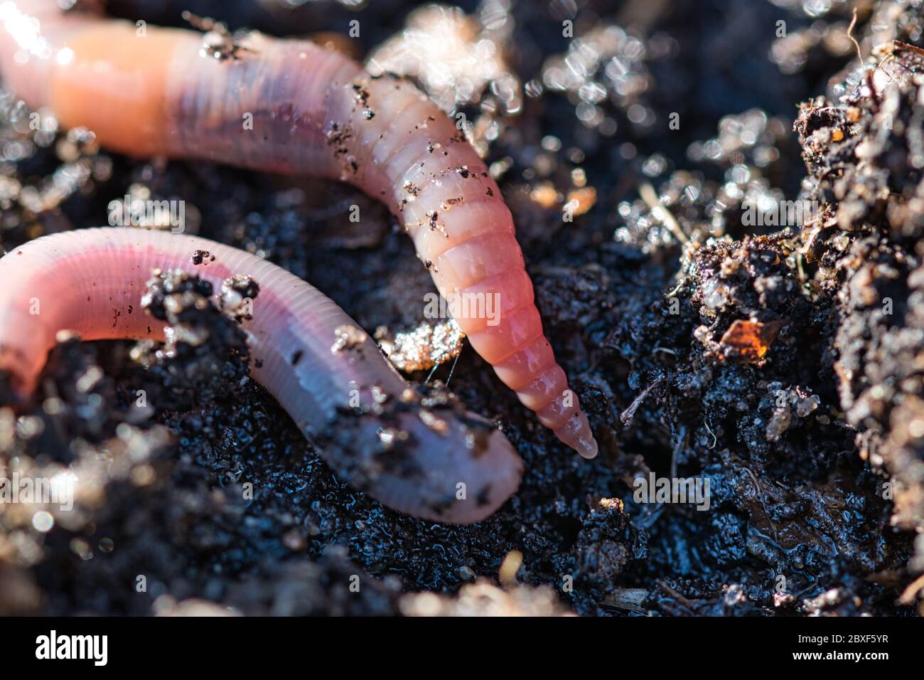 Earthworm in garden compost soil macro, segments texture visible, moist ...