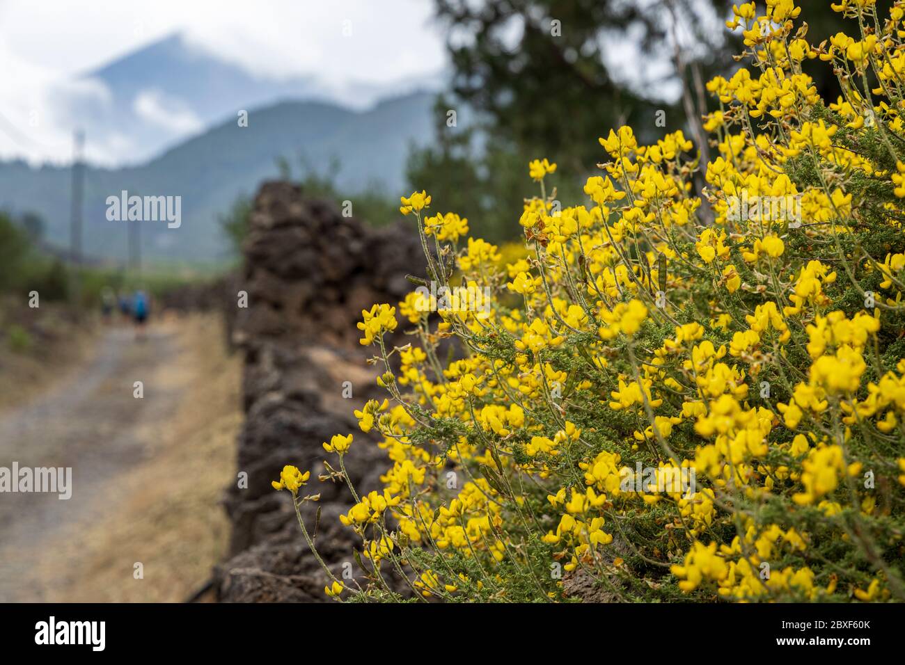 Yellow flowering broom by a walking path at Los Partidos, with Teide ...