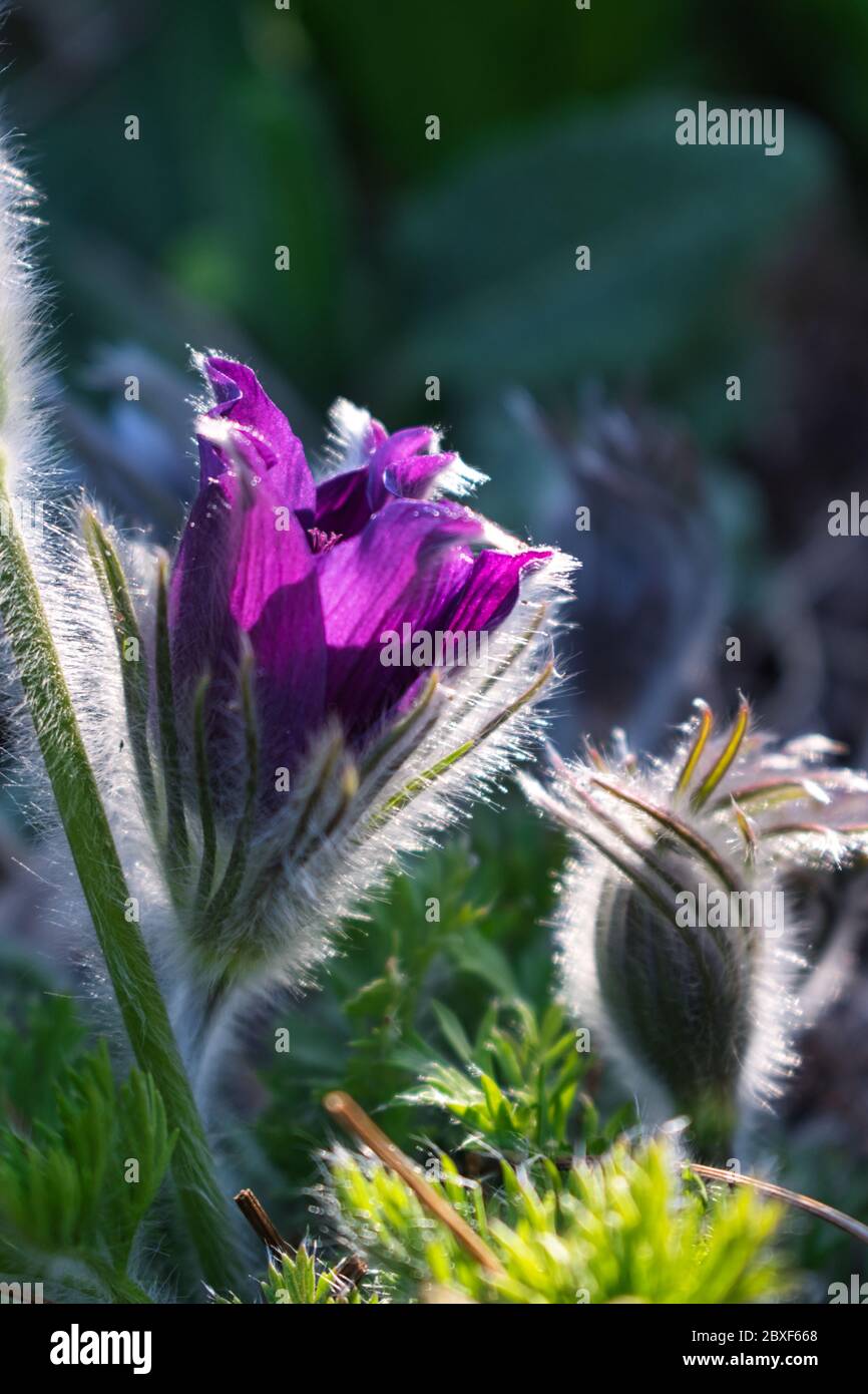 Fuzzy hairy hi-res stock photography and images - Alamy