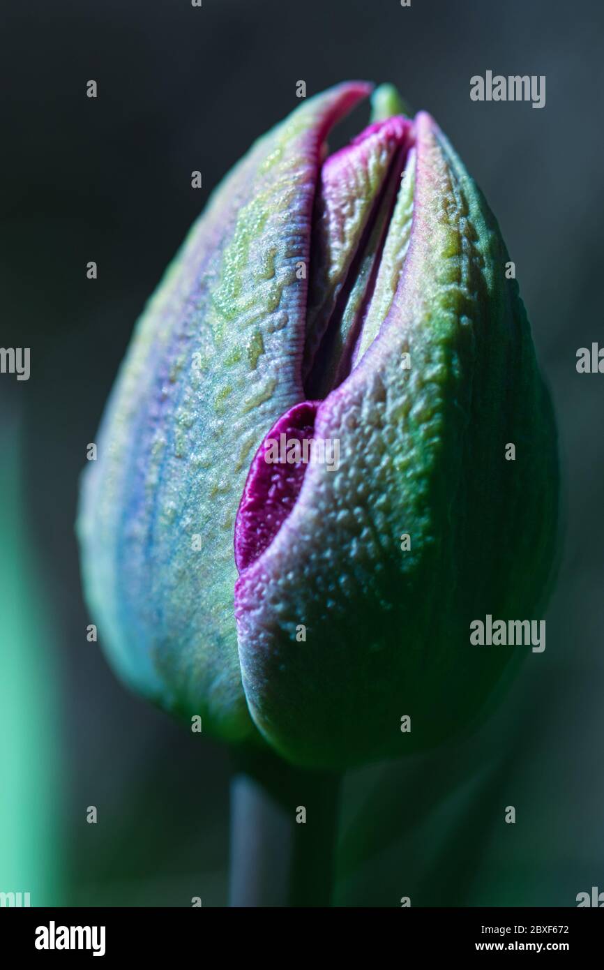 Shiny Flower High Resolution Stock Photography and Images - Alamy