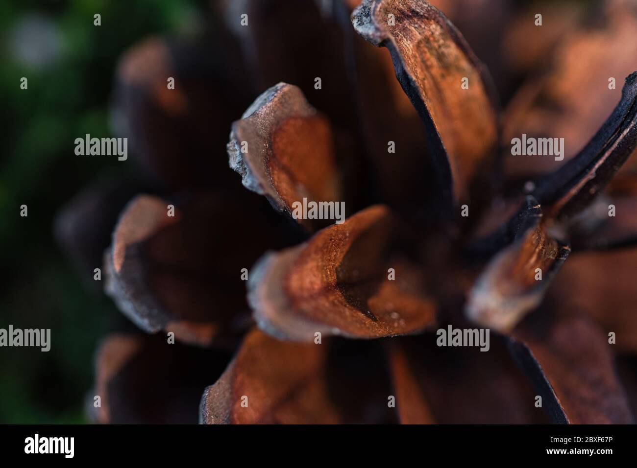 Pine cone scales hi-res stock photography and images - Alamy