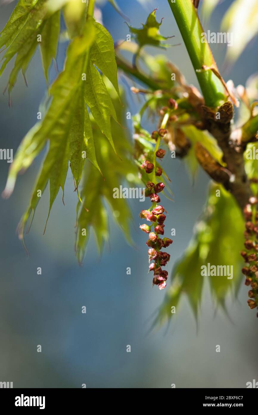 Northern red oak hi-res stock photography and images - Alamy