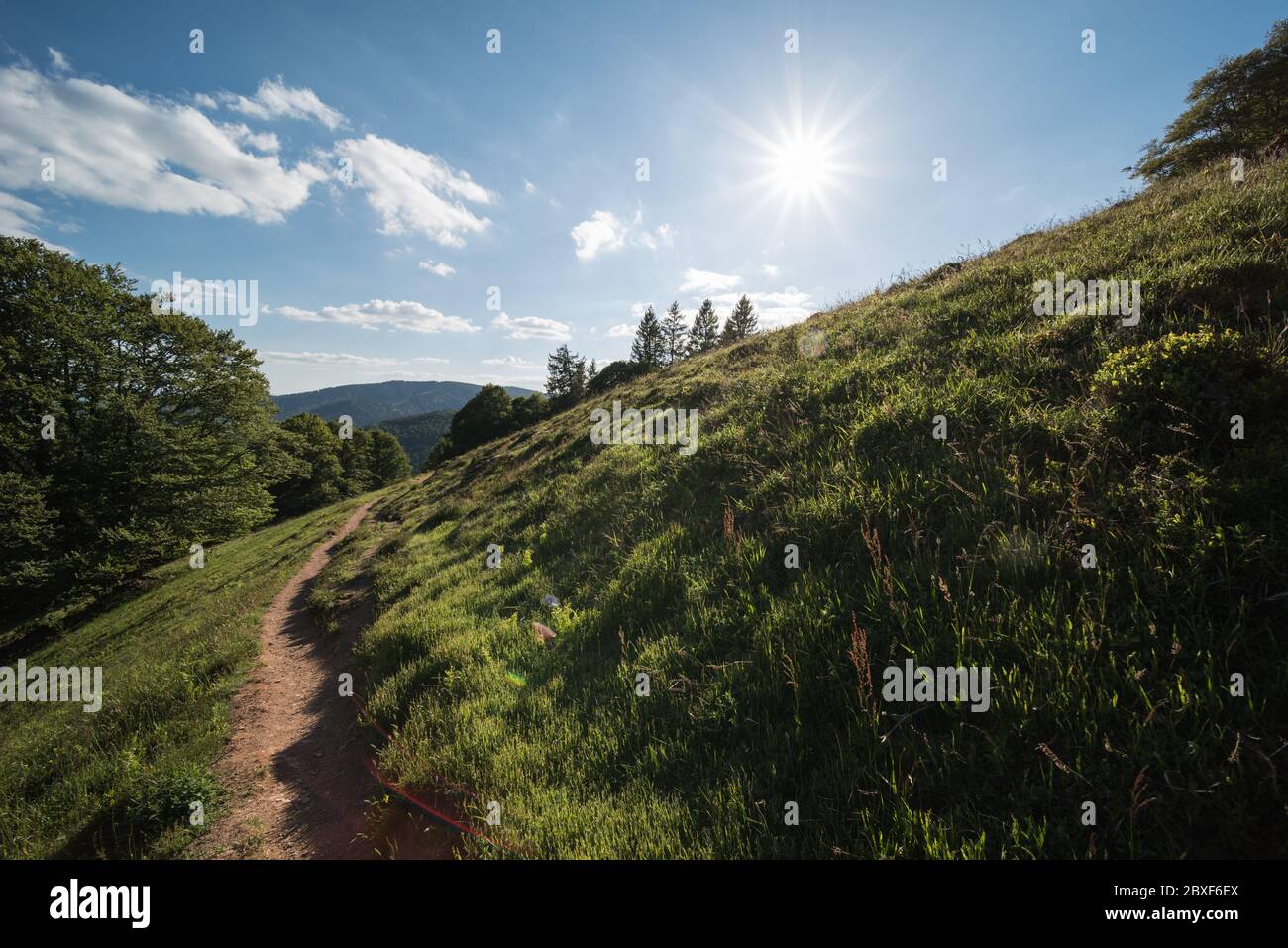 landscape in the black forest germany on the south side of the belchen ...