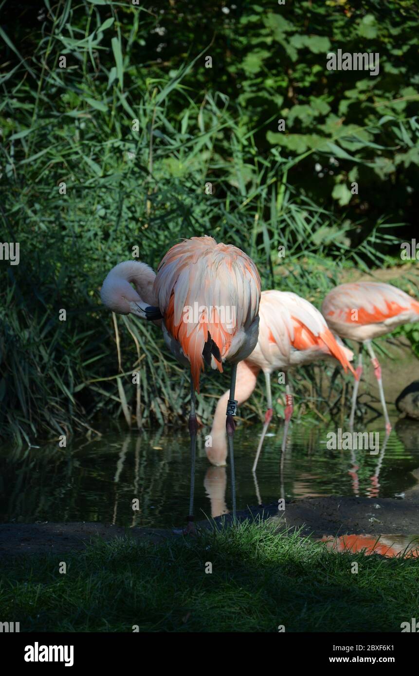 Group flamingos in middle hi-res stock photography and images - Alamy