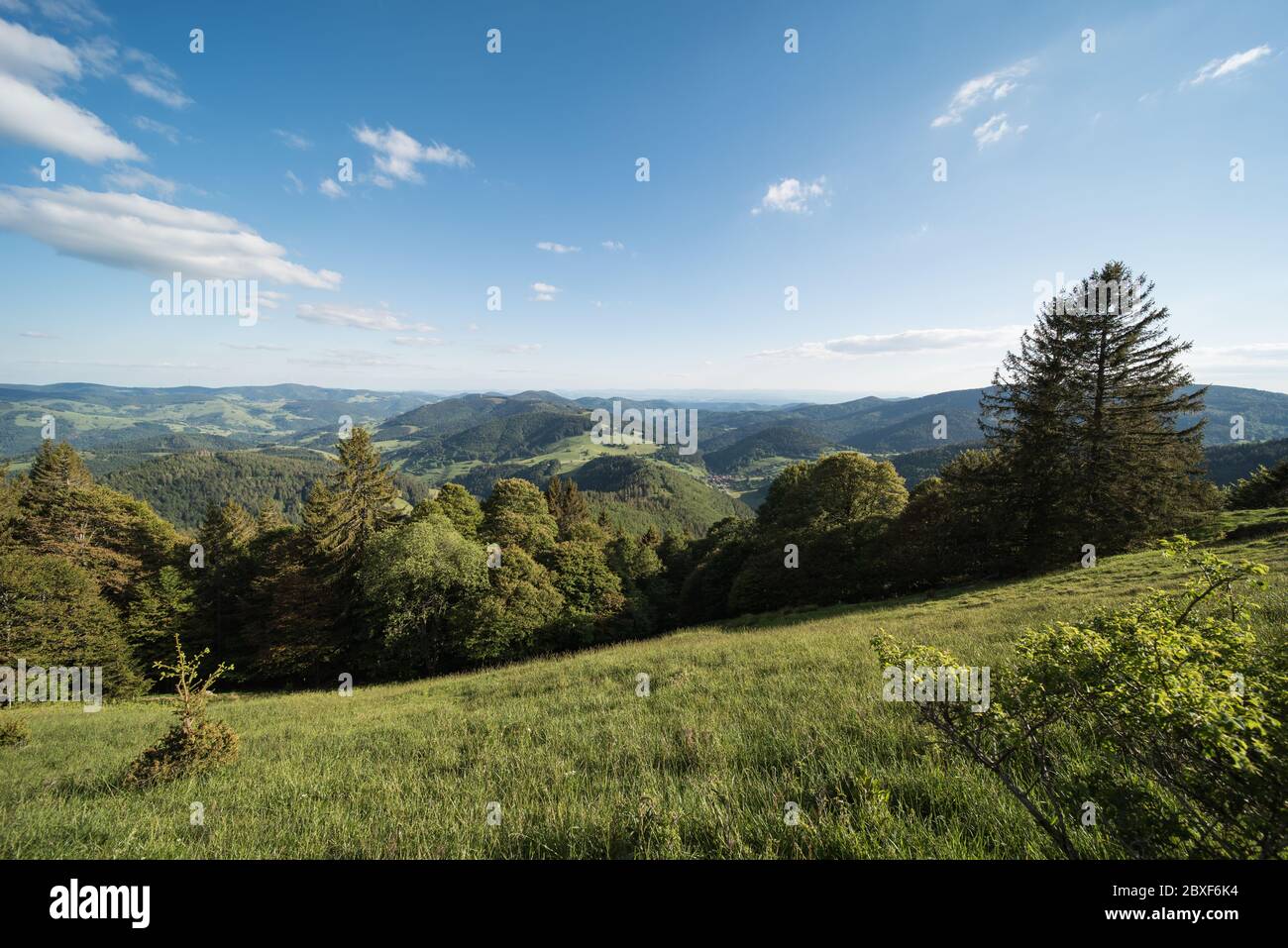 landscape in the black forest germany on the south side of the belchen ...