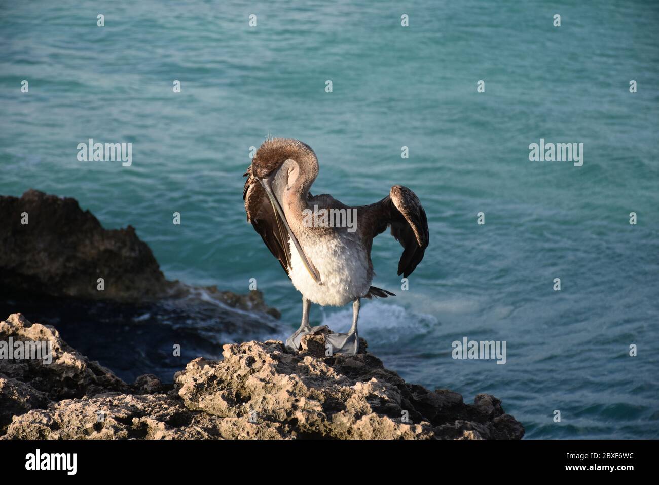 Brown pelican biting at the feathers on his chest Stock Photo - Alamy