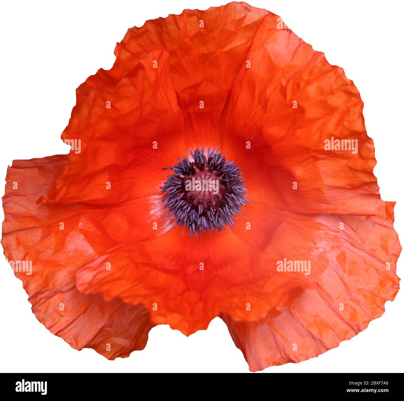 Poppy flower, isolated against white Stock Photo - Alamy