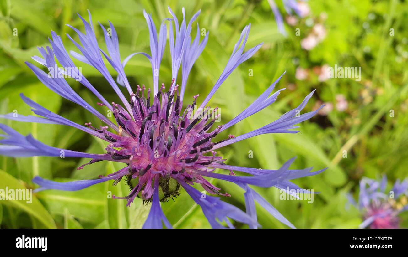 Blue Spiky Flowers High Resolution Stock Photography and Images - Alamy