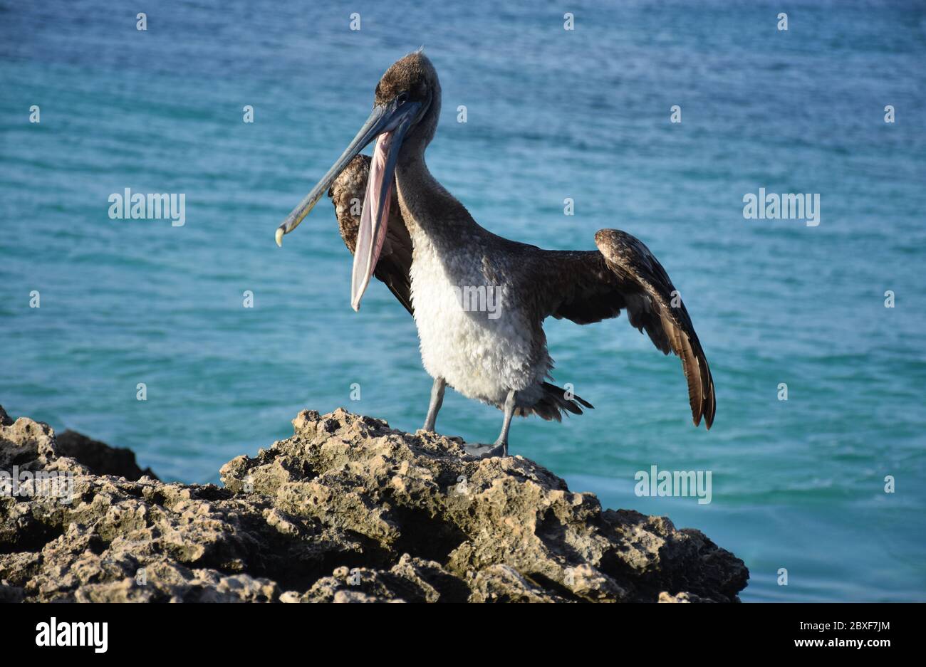 Flapping and squawking hi-res stock photography and images - Alamy