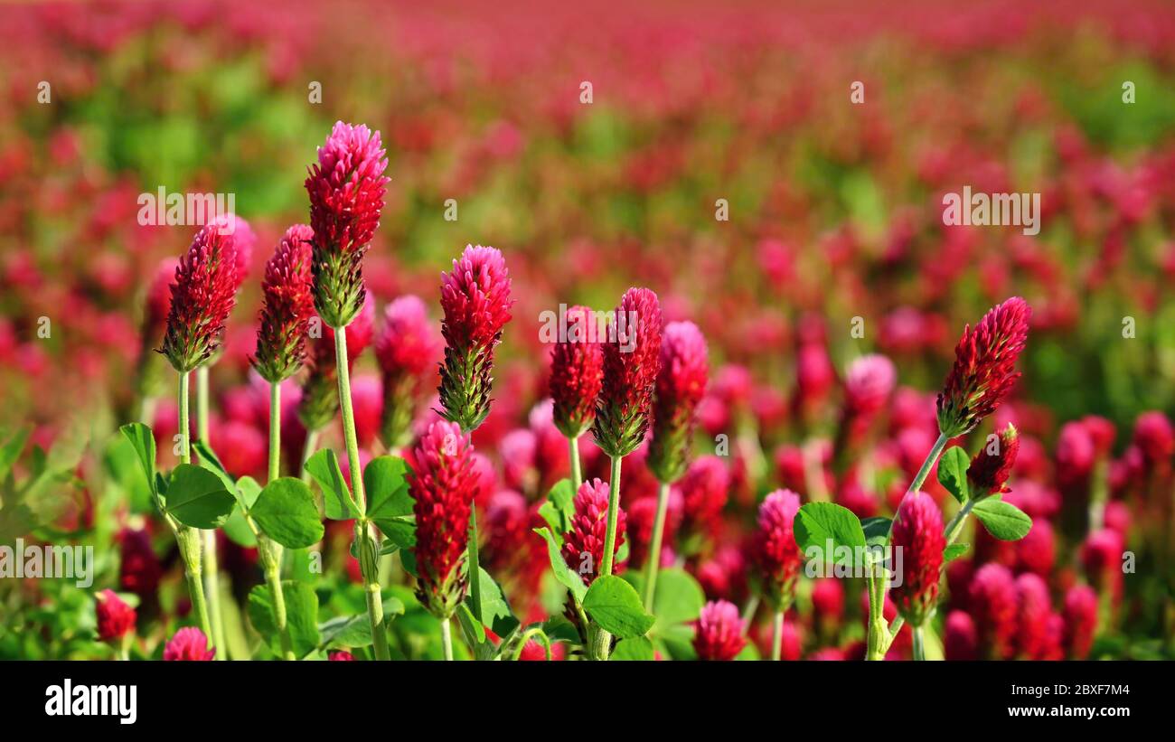 Garden red clover lawn hi-res stock photography and images - Alamy