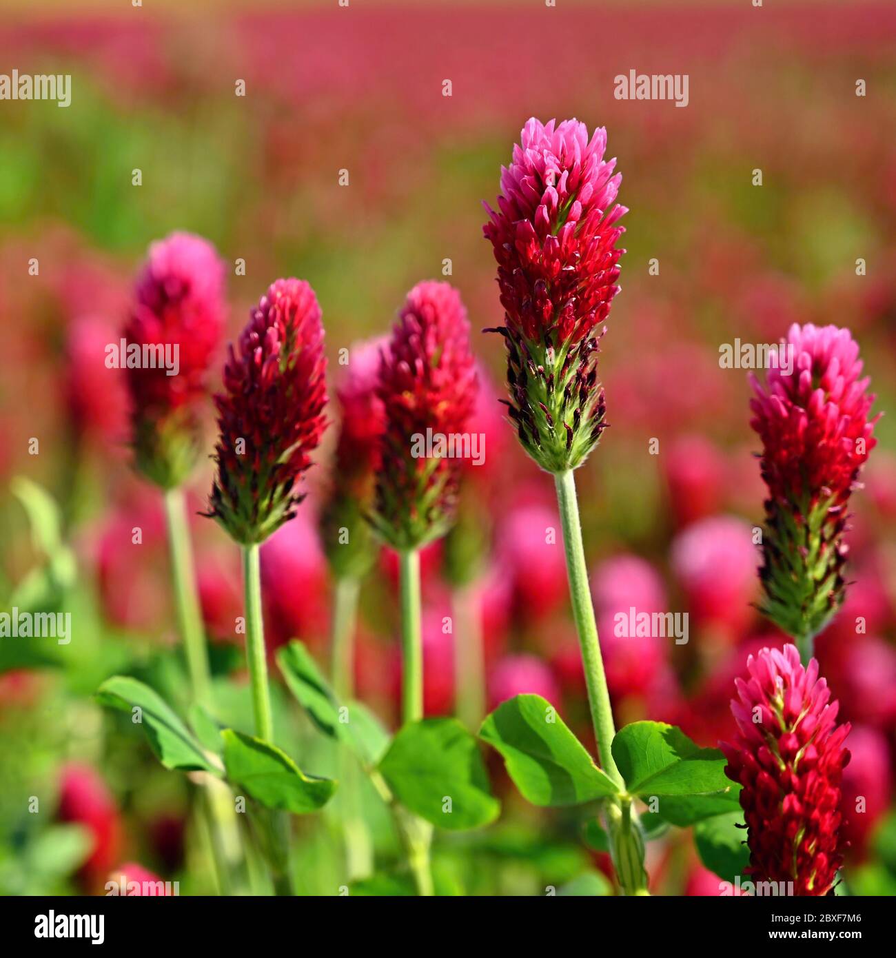 Garden red clover lawn hi-res stock photography and images - Alamy