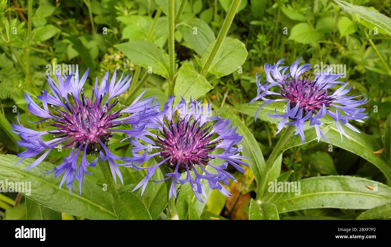 Blue flowers growing wild Stock Photo - Alamy