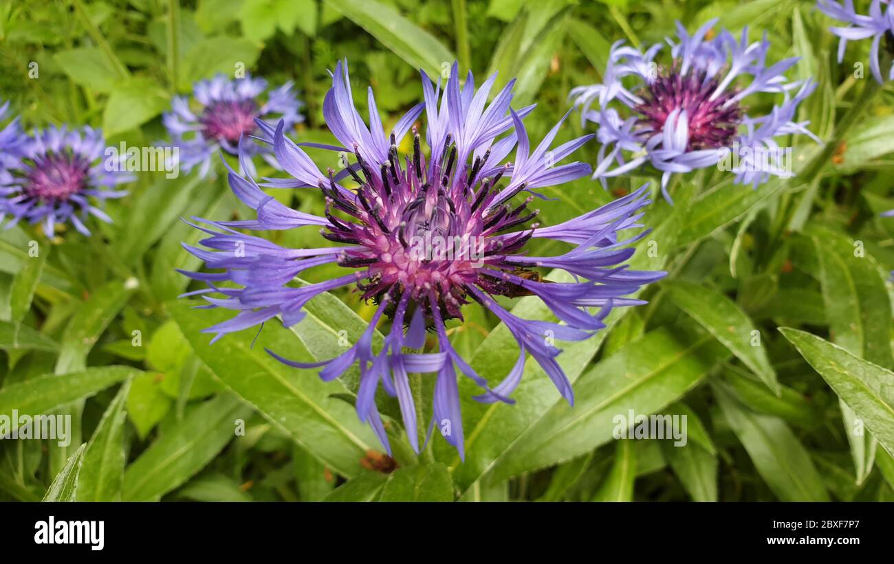 Blue Spiky Flowers High Resolution Stock Photography and Images - Alamy