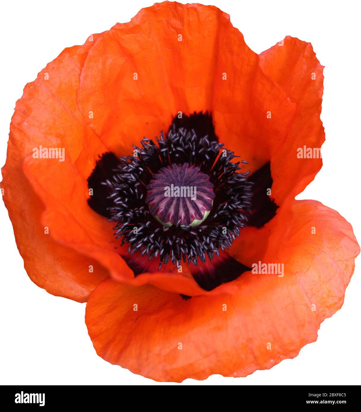 Isolated poppy flower, adult plant Stock Photo - Alamy