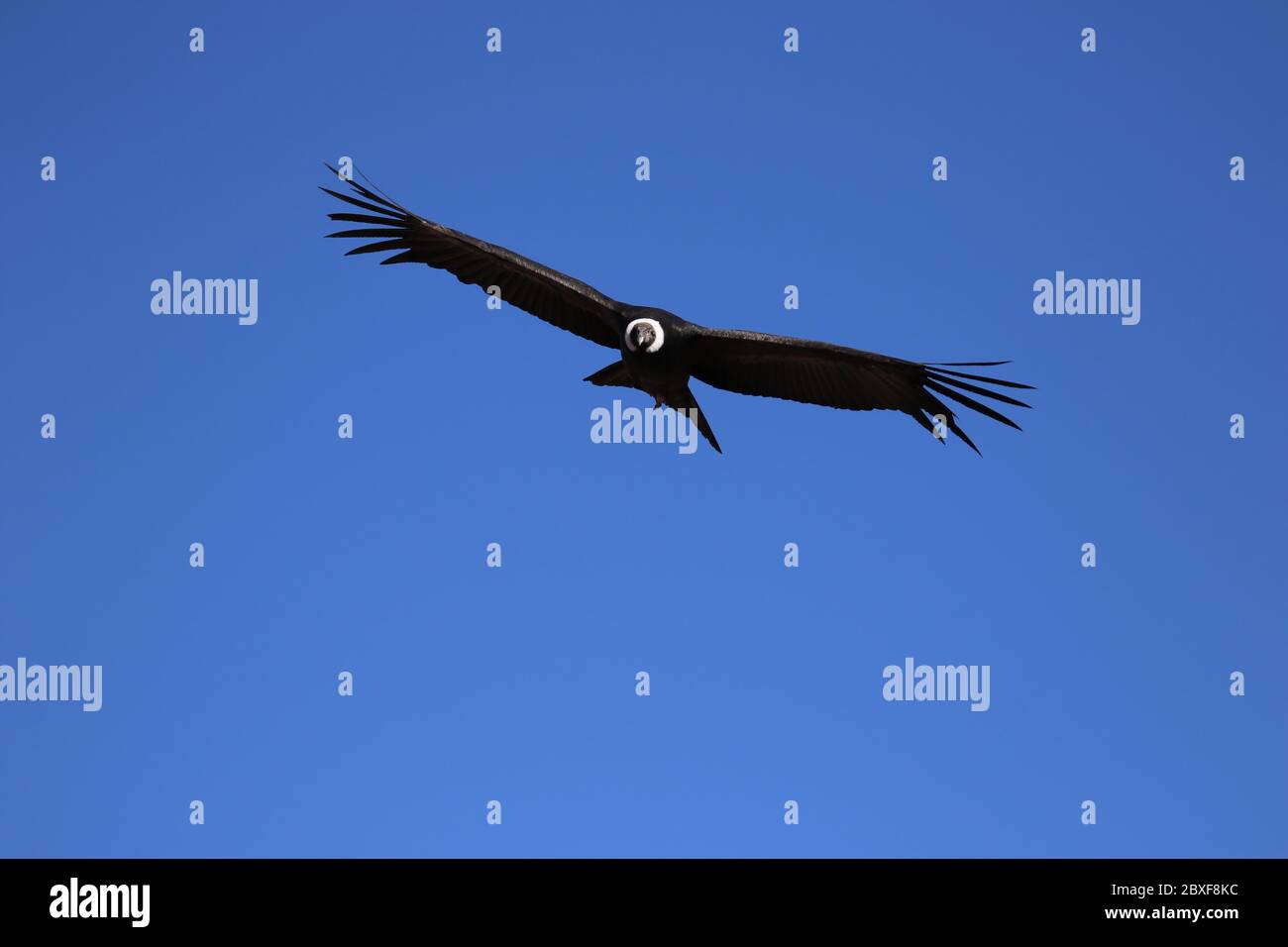 The Flight of the Condor View from Canyon De Colca Stock Photo - Alamy
