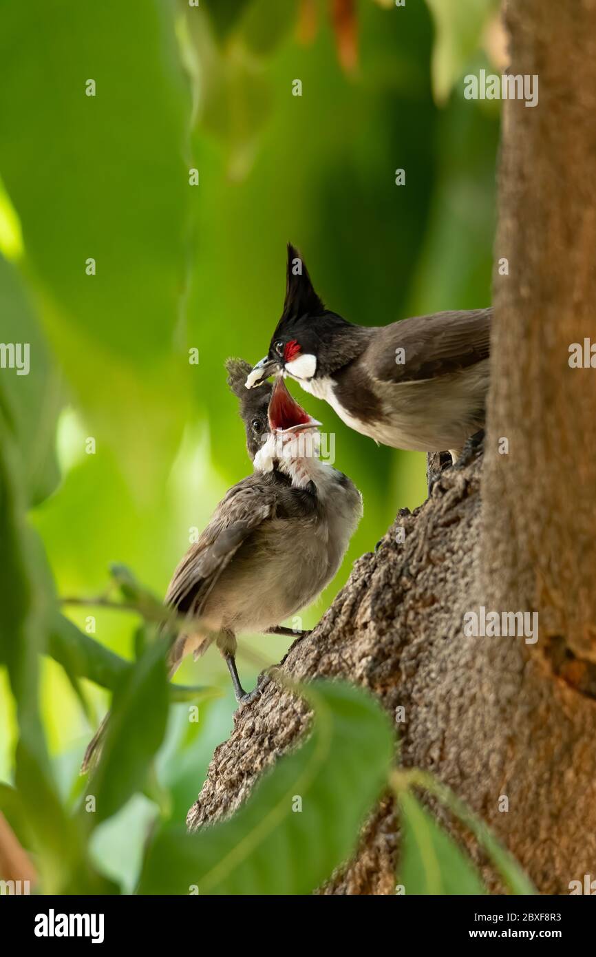 Bulbul feeding hi-res stock photography and images - Alamy