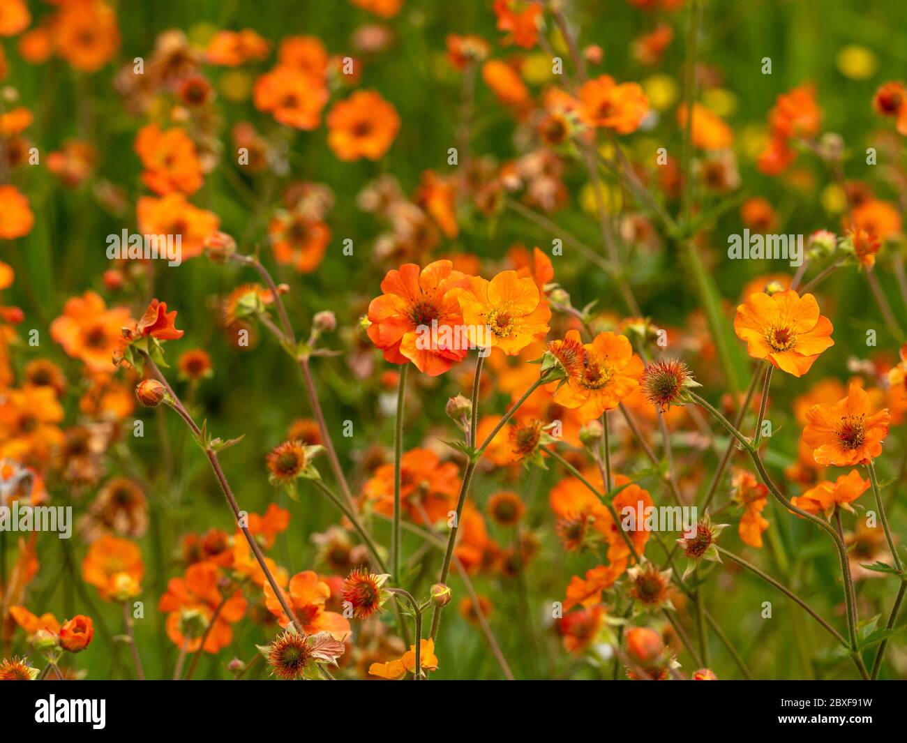 Orange geum hi-res stock photography and images - Alamy