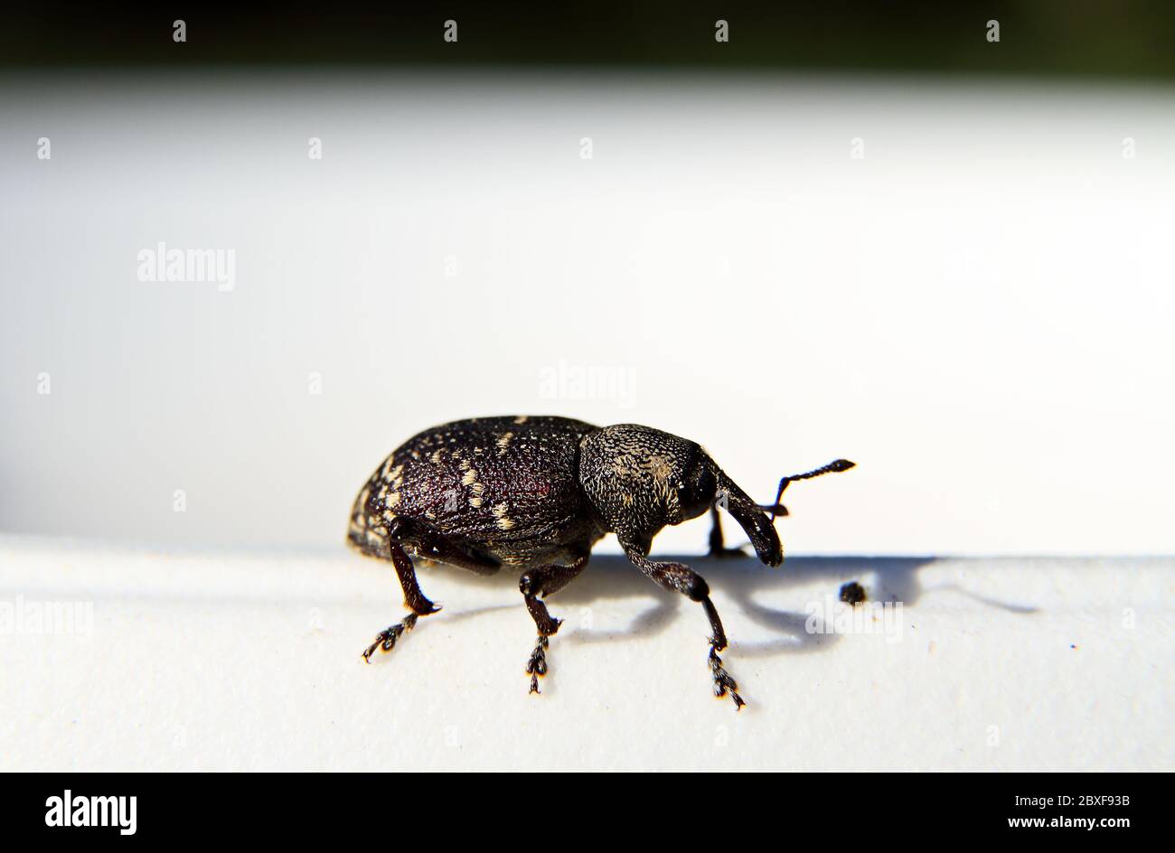 Large pine weevil walking on the edge of a white plate Stock Photo - Alamy