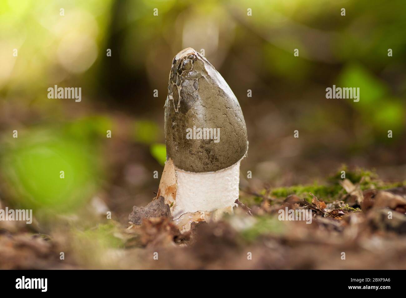 Smelly fungi hi-res stock photography and images - Alamy