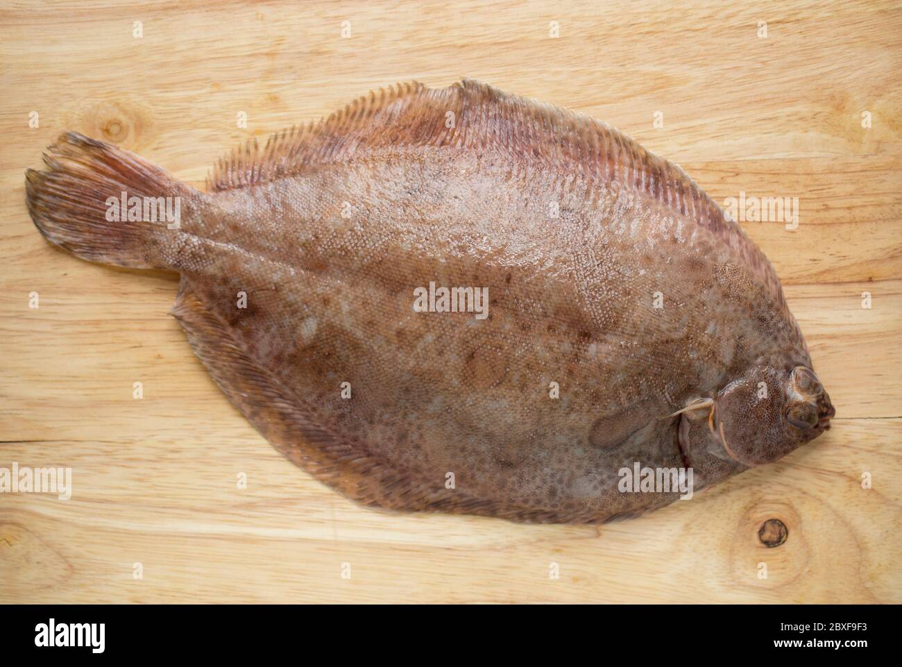 A raw, uncooked Lemon sole, Microstomus kitt, that was caught in the ...