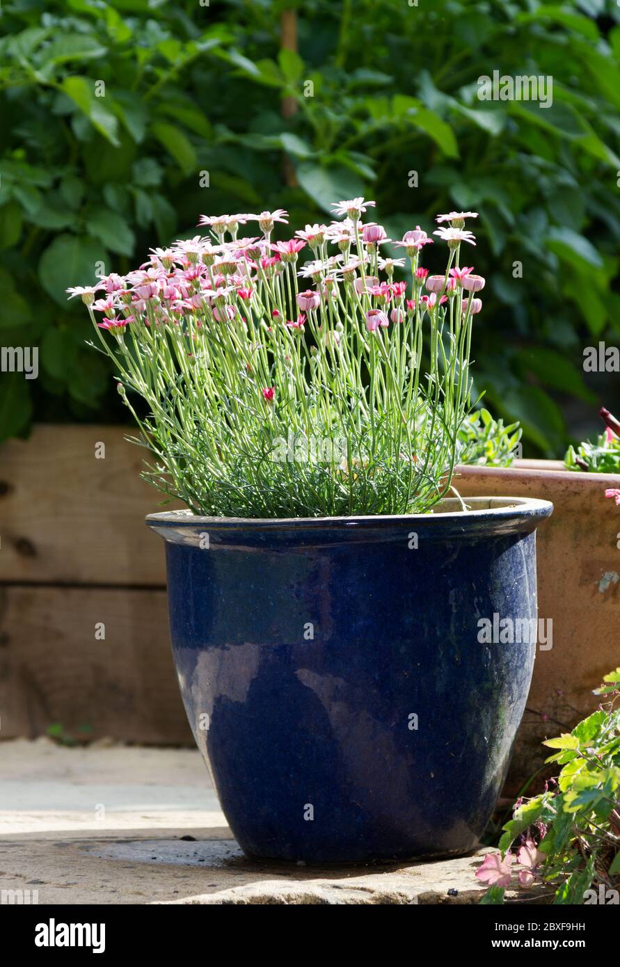 Pink Daisies in a blue pot Stock Photo - Alamy