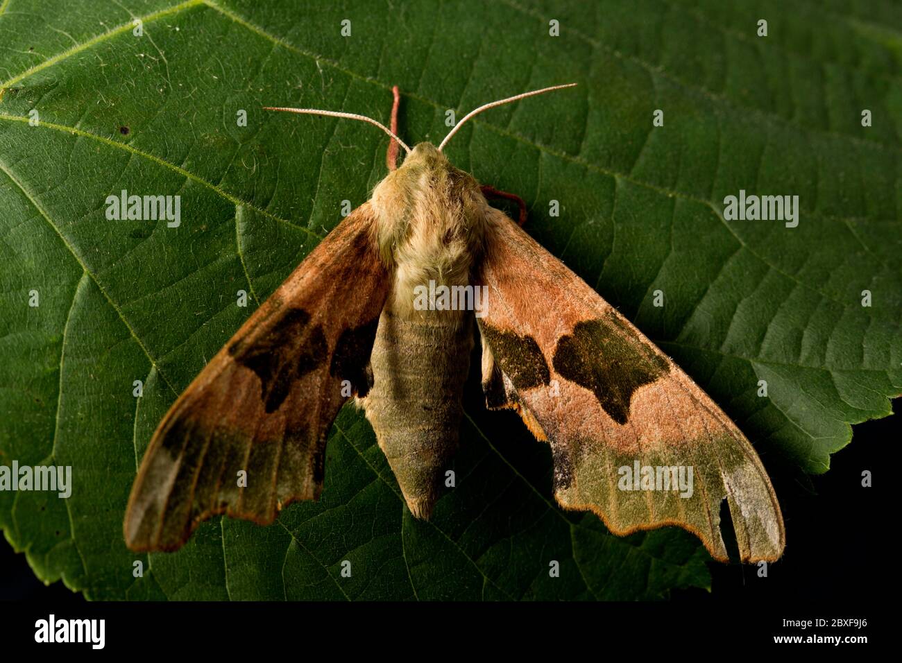 Lime hawk moth england hi-res stock photography and images - Alamy