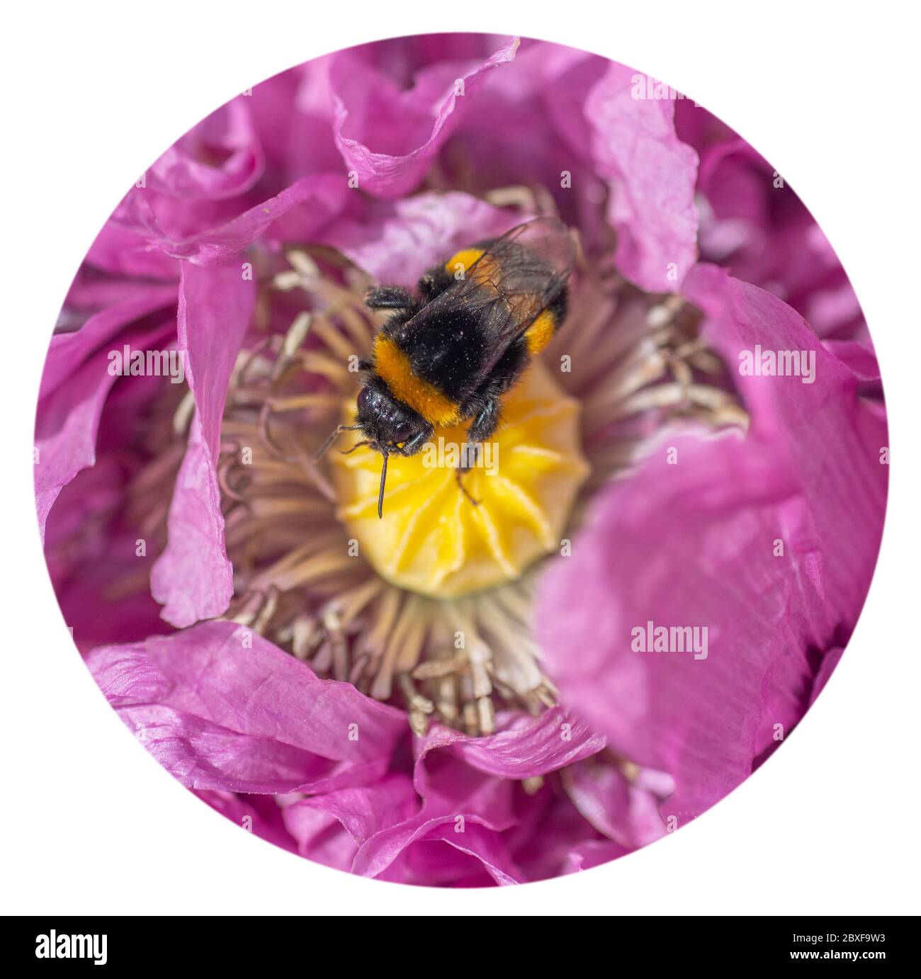 In morning sunshine Cut Out Stock Images & Pictures - Alamy