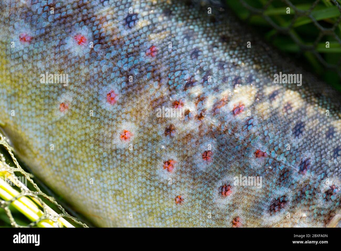 Detail of the colours and patterning of a wild brown trout, Salmo ...