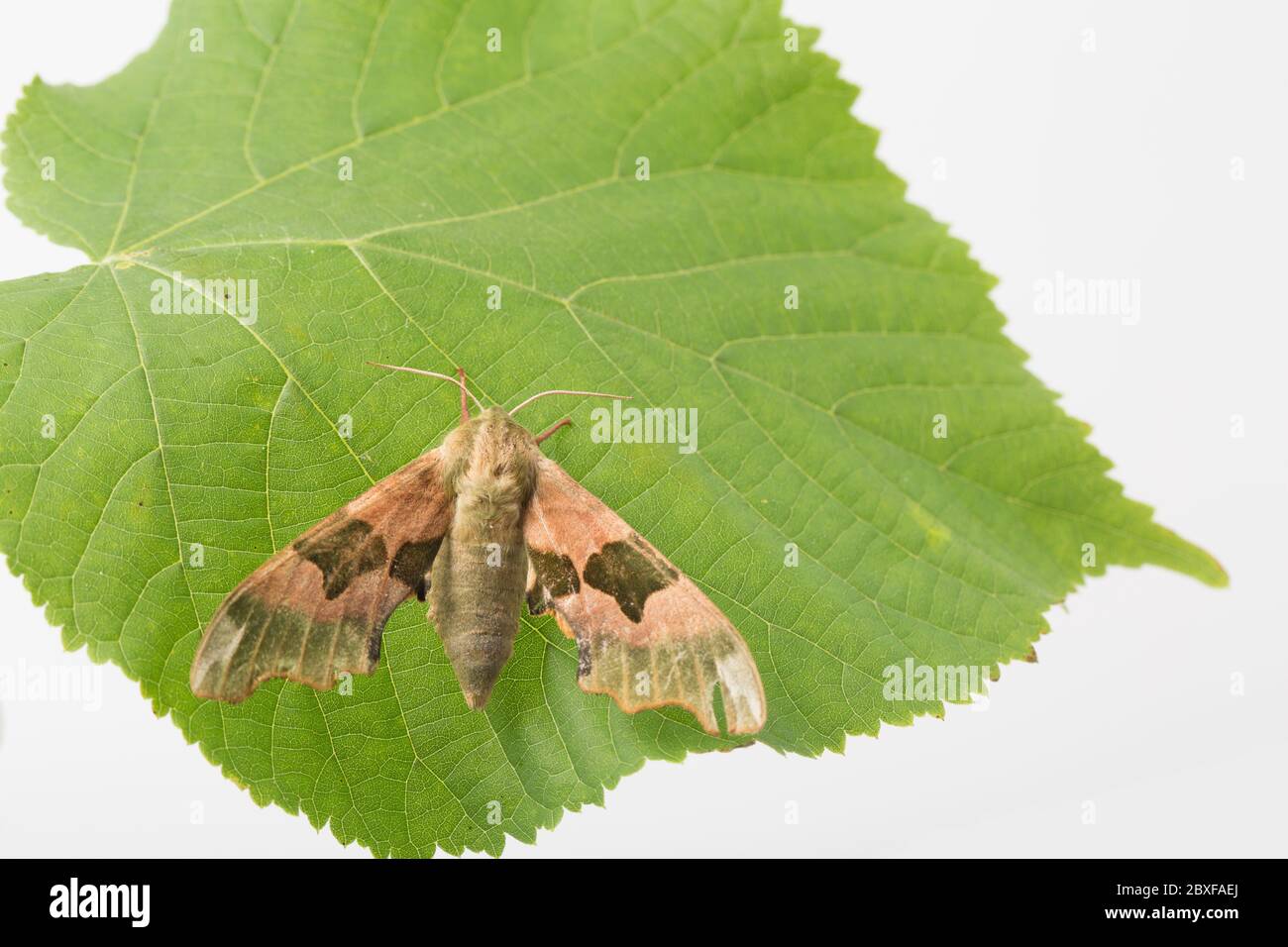 Female hawk moth hi-res stock photography and images - Alamy