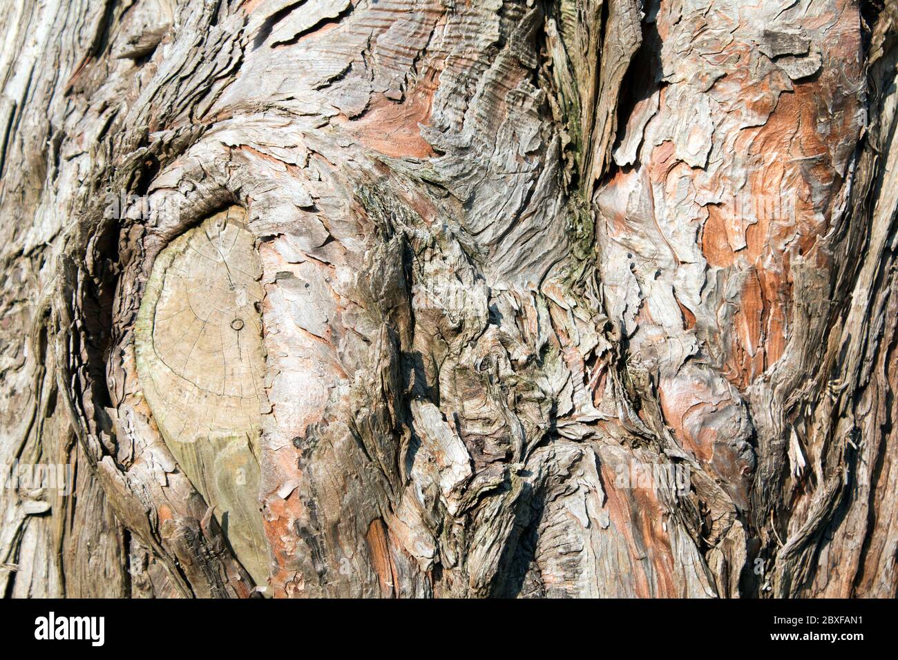 Close up broken bark texture of weathered tree Stock Photo - Alamy