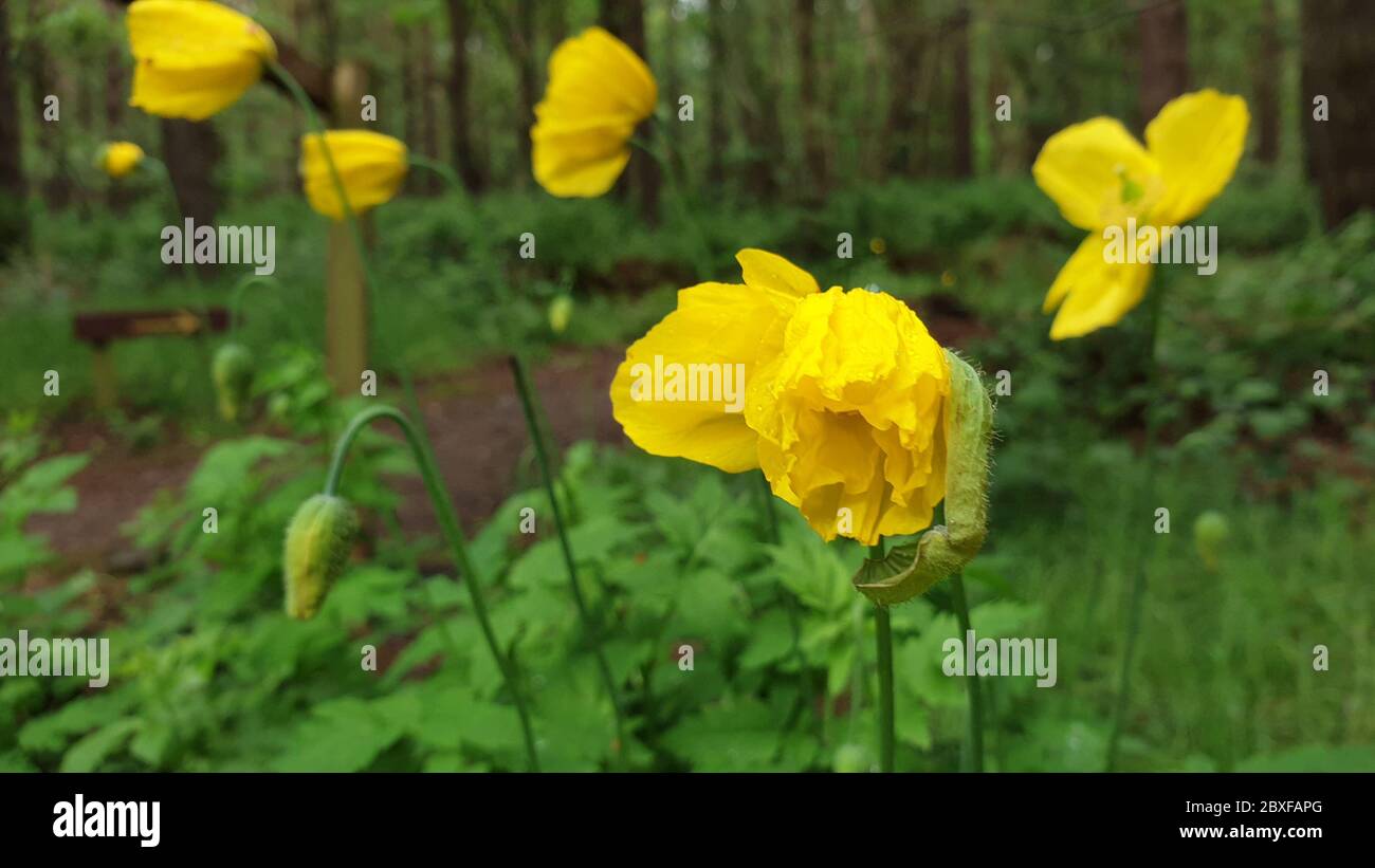Yellow poppies growing wild Stock Photo - Alamy