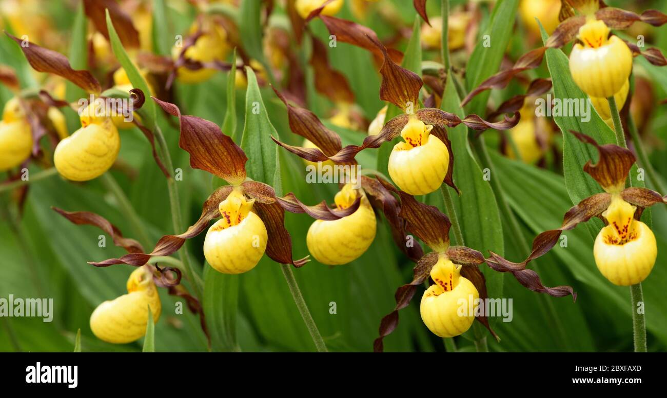 A cluster of Yellow Lady's Slipper orchids Stock Photo - Alamy